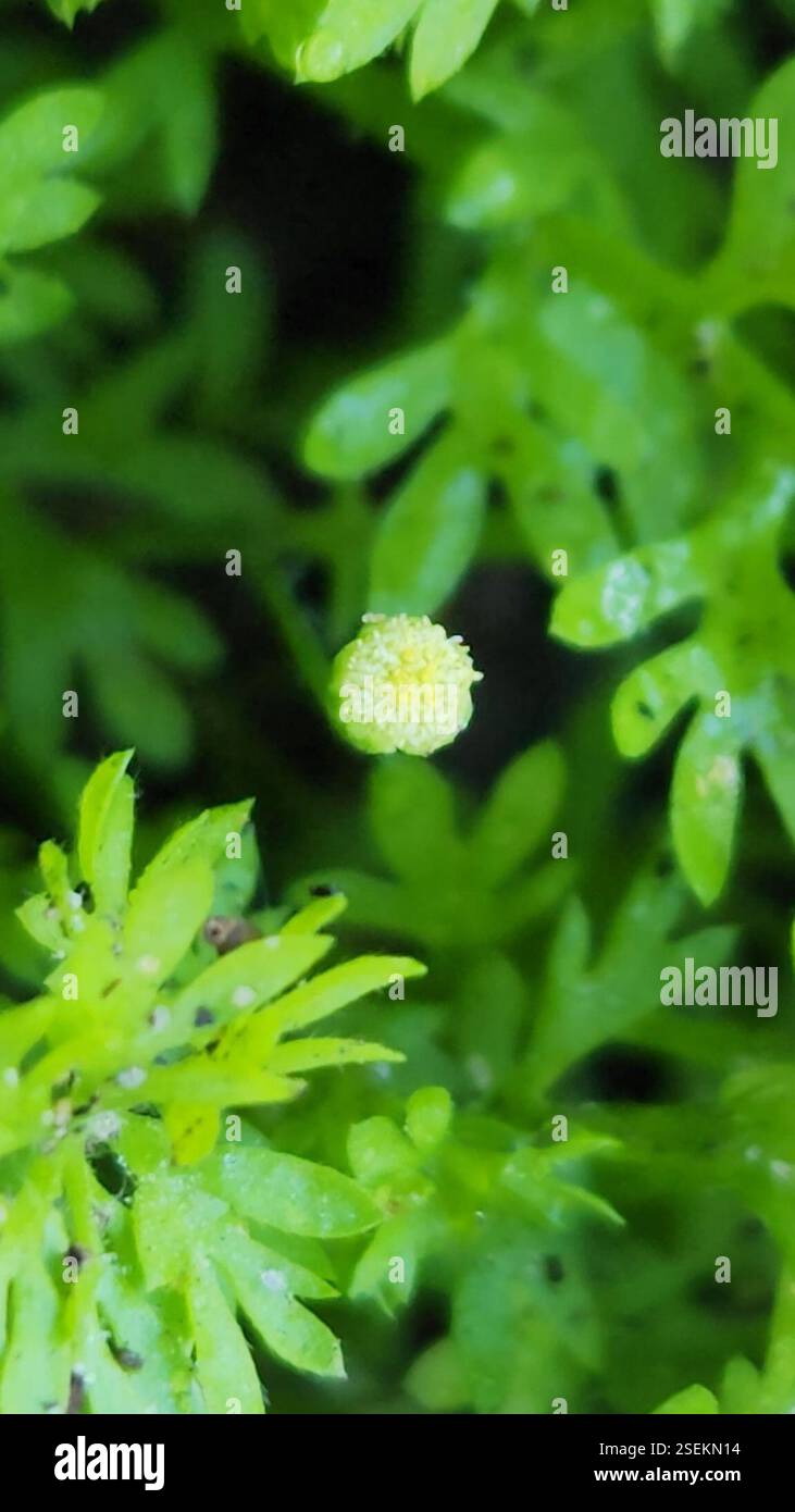 Common Cotula (Cotula australis), Plantae, MONARCH BAY, CA 92629, USA ...