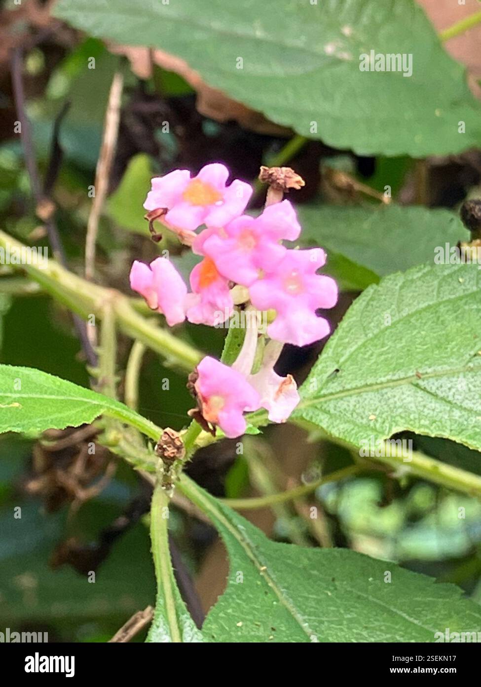 lantanas (Lantana), Plantae, Saint Peter, MS Stock Photo - Alamy