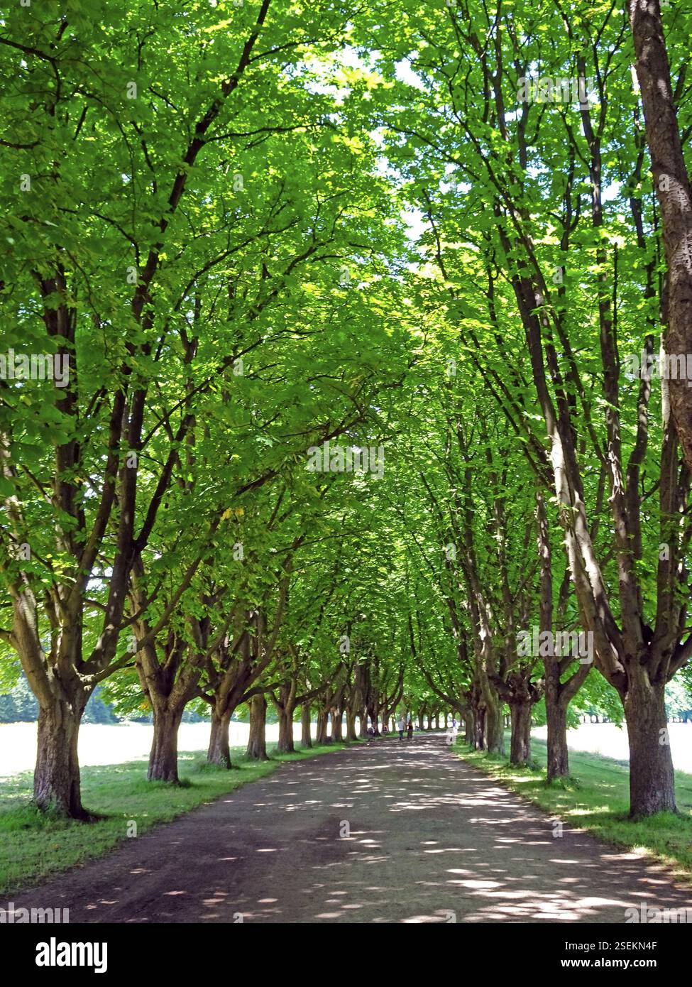 Tree trees plant nature hi-res stock photography and images - Alamy