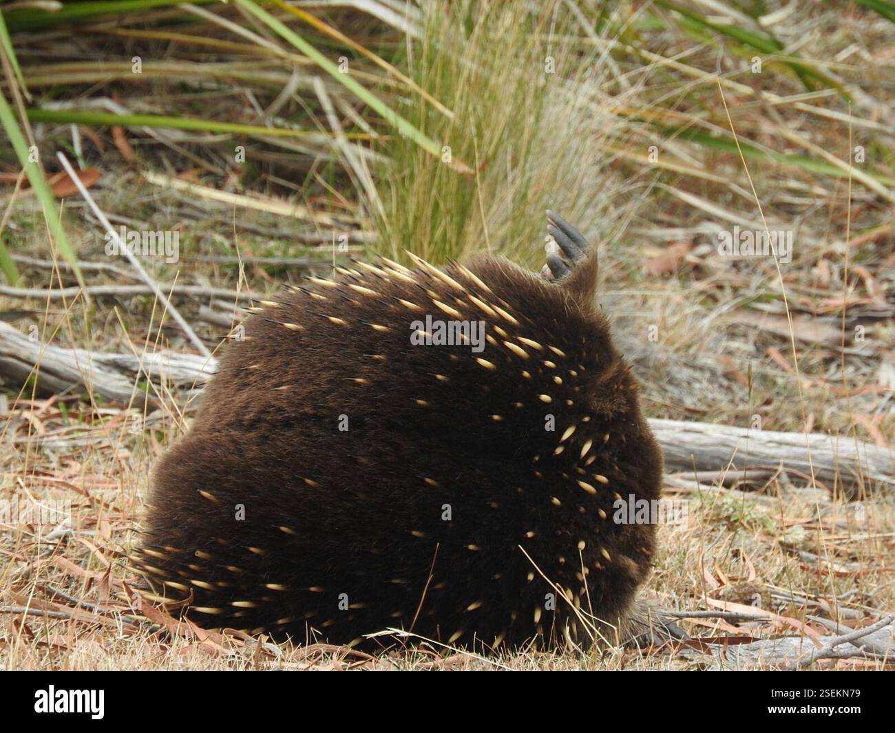 Tasmanian Echidna (Tachyglossus aculeatus setosus), Mammalia, Hobart ...