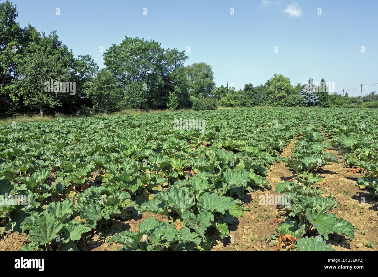Rhubarb field, trees Stock Photo - Alamy