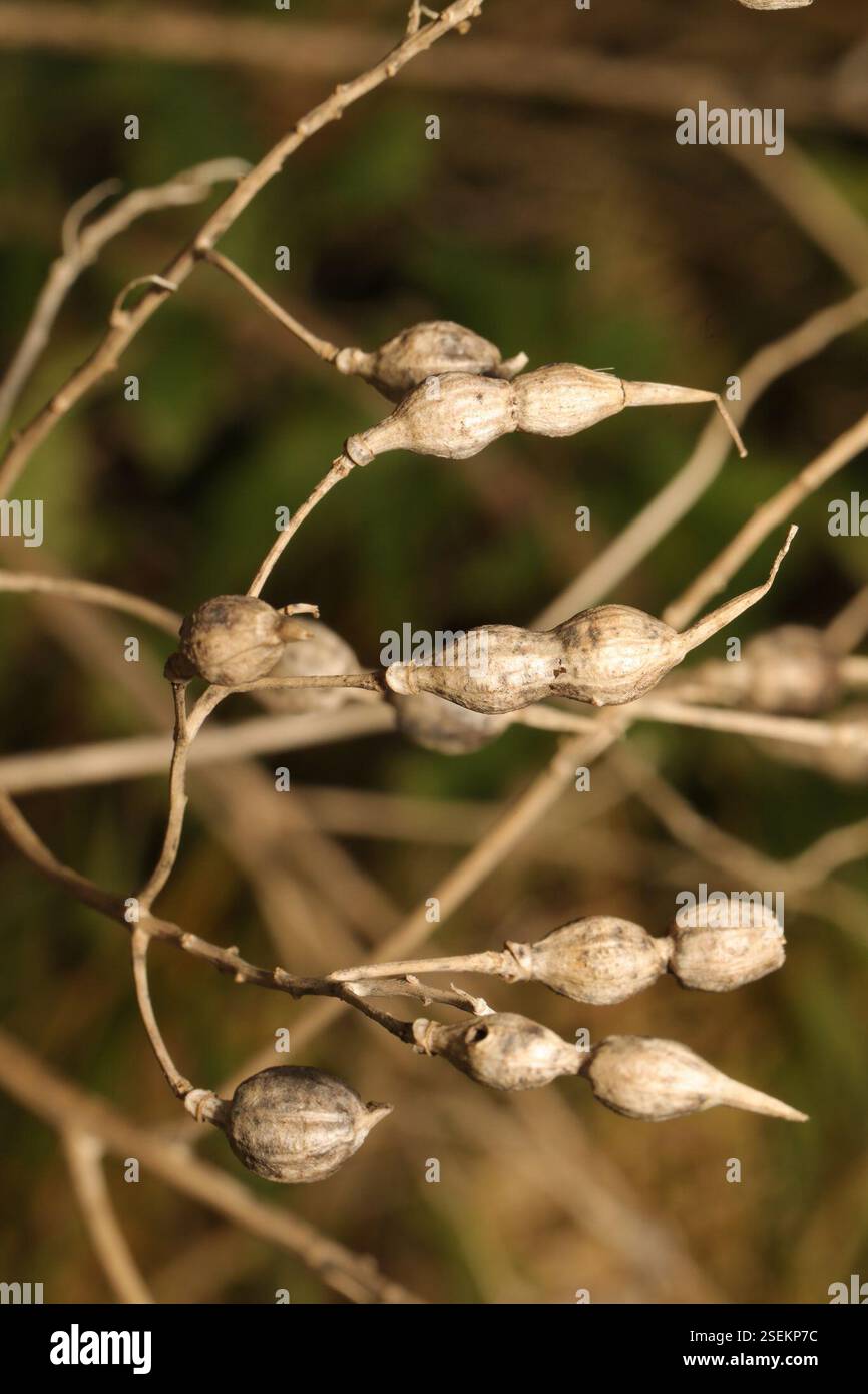Mediterranean Radish (Raphanus raphanistrum landra), Plantae, Lower Alt ...