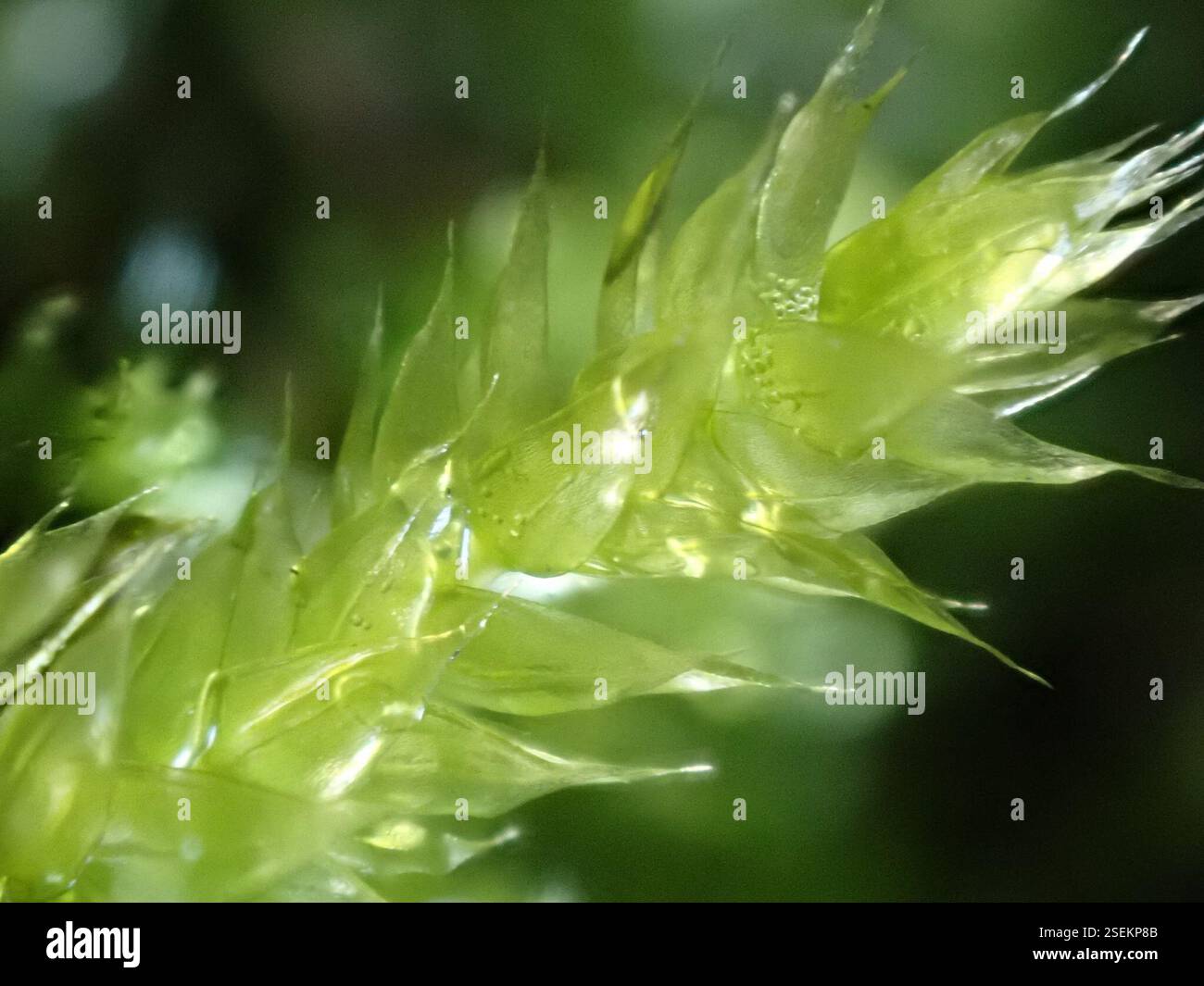 Rough-stalked Feather-moss (Brachythecium rutabulum), Plantae ...