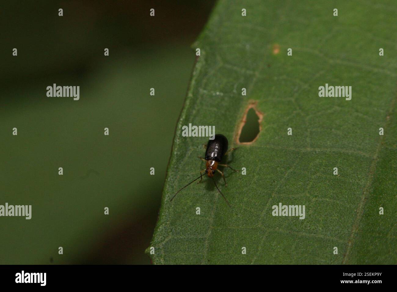 Leaf Beetles (Chrysomelidae), Insecta, Oxapampa, Peru Stock Photo - Alamy