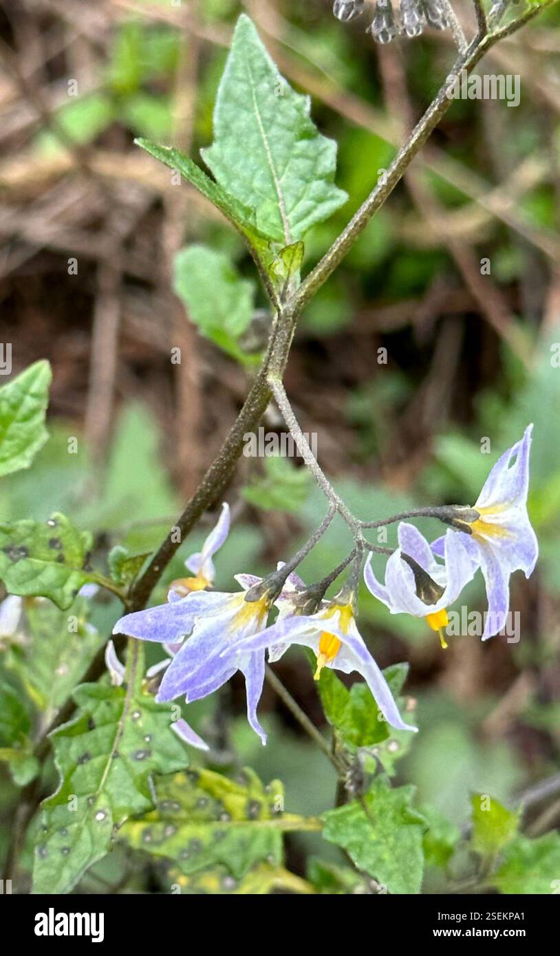 nightshades (Solanum), Plantae, San Bruno Mountain Park, Daly City, CA ...