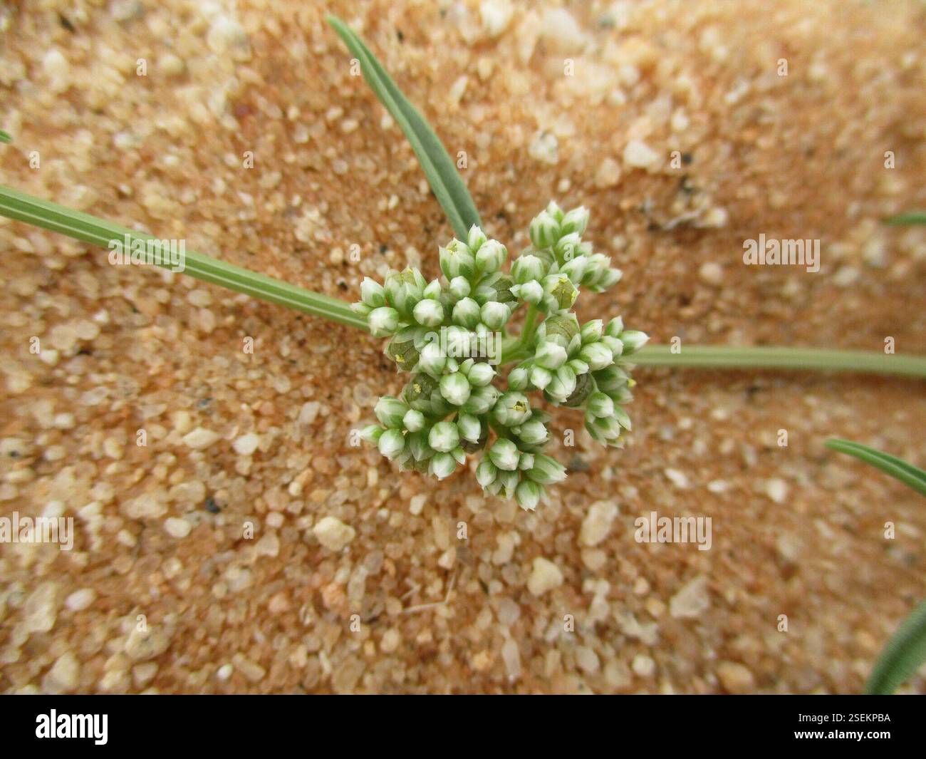 Juru Lizardfoot (Limeum argute-carinatum), Plantae, Erongo Region ...