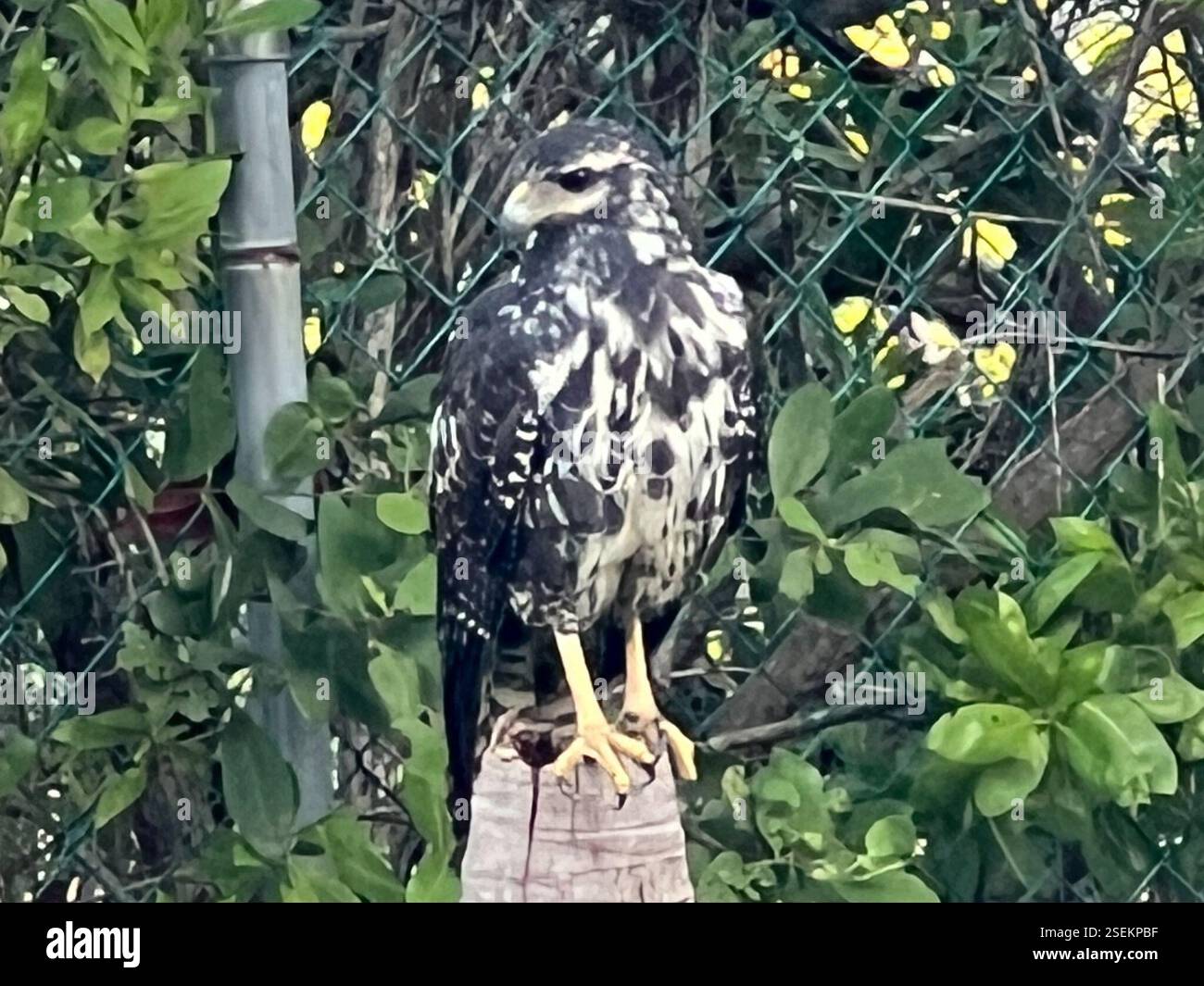 Common Black Hawk (Buteogallus anthracinus), Aves, Belize, Belize Stock ...