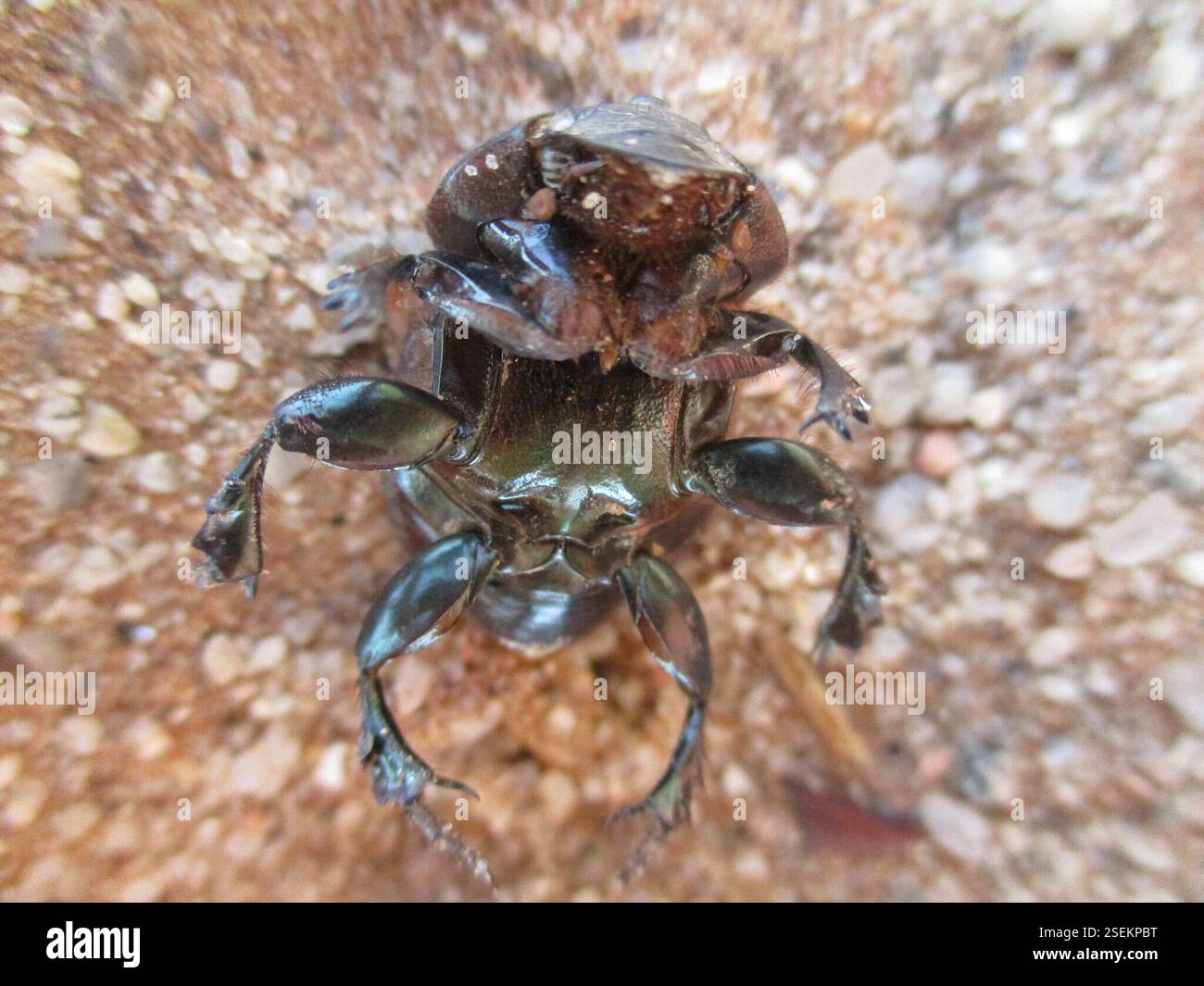 (Onitis), Insecta, Gobabeb, Namibia Stock Photo - Alamy