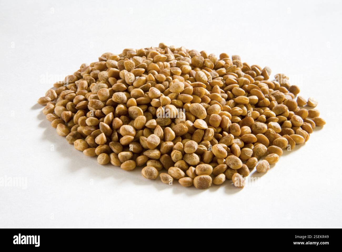 Dry fruit, whole Chirongi nuts Charoli Buchanania lanzan on white ...