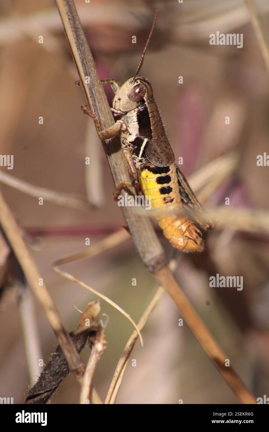 Spur-throated Grasshoppers (Melanoplinae), Insecta, Tecolotlán, Jal ...