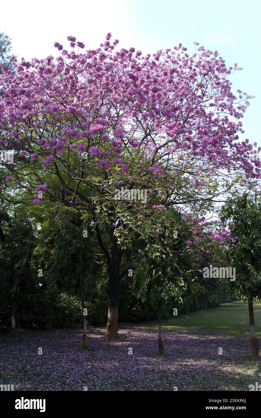 Blooming tree at Sarnath, Varanasi, Uttar Pradesh, India, Asia Stock ...