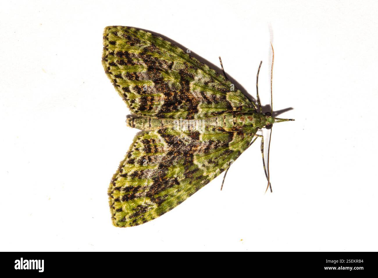 Kamahi Green Spindle (Tatosoma tipulata), Insecta, Southland District ...