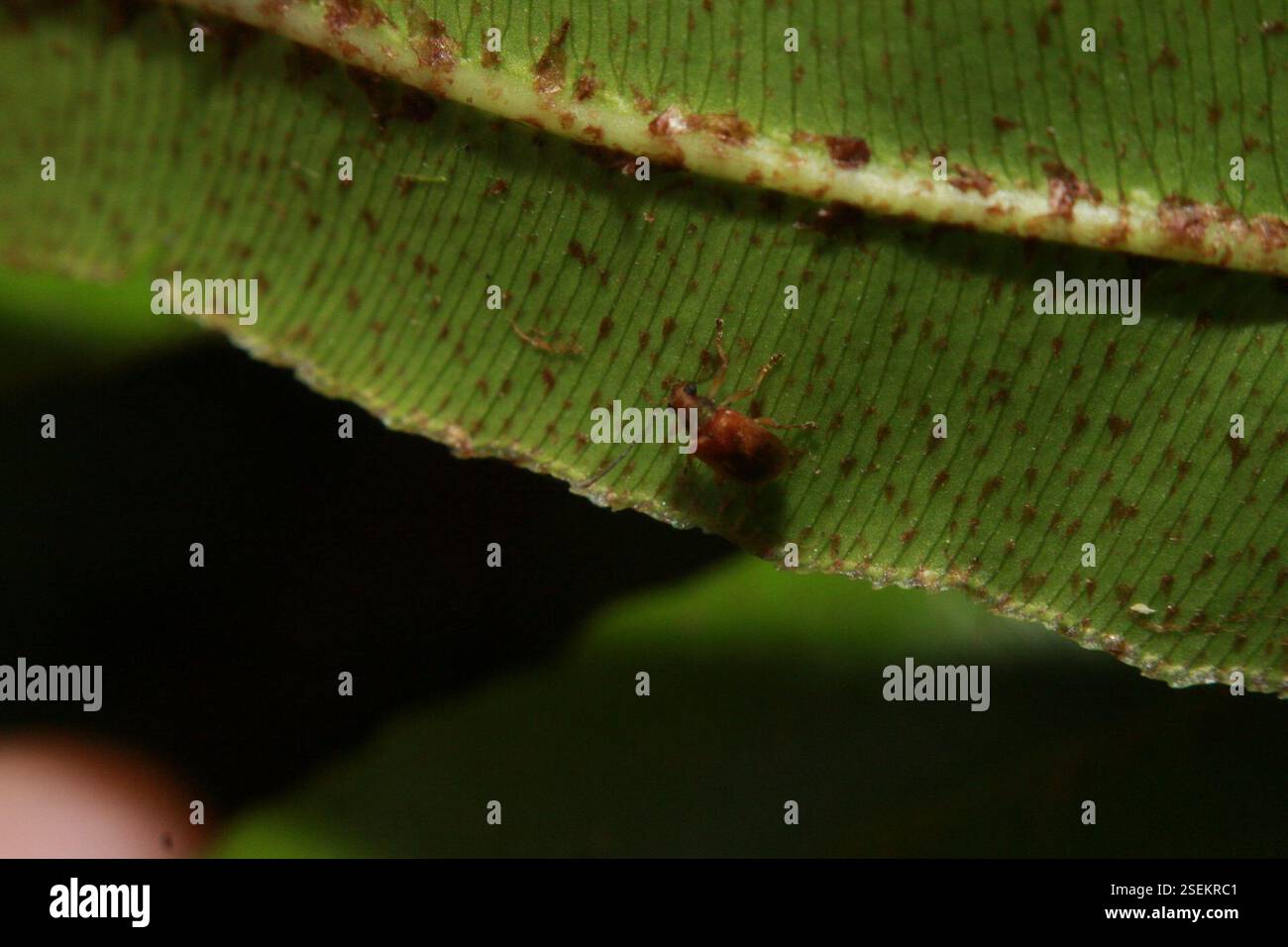 Leaf Beetles (Chrysomelidae), Insecta, Oxapampa, Peru Stock Photo - Alamy