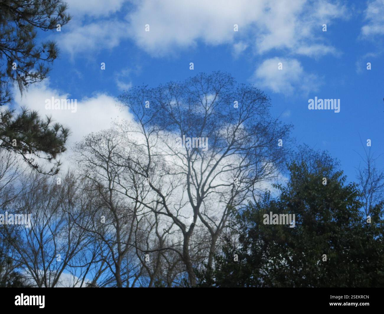 Chinese Tallow (Triadica sebifera), Plantae, WF NFN "Community" Garden ...