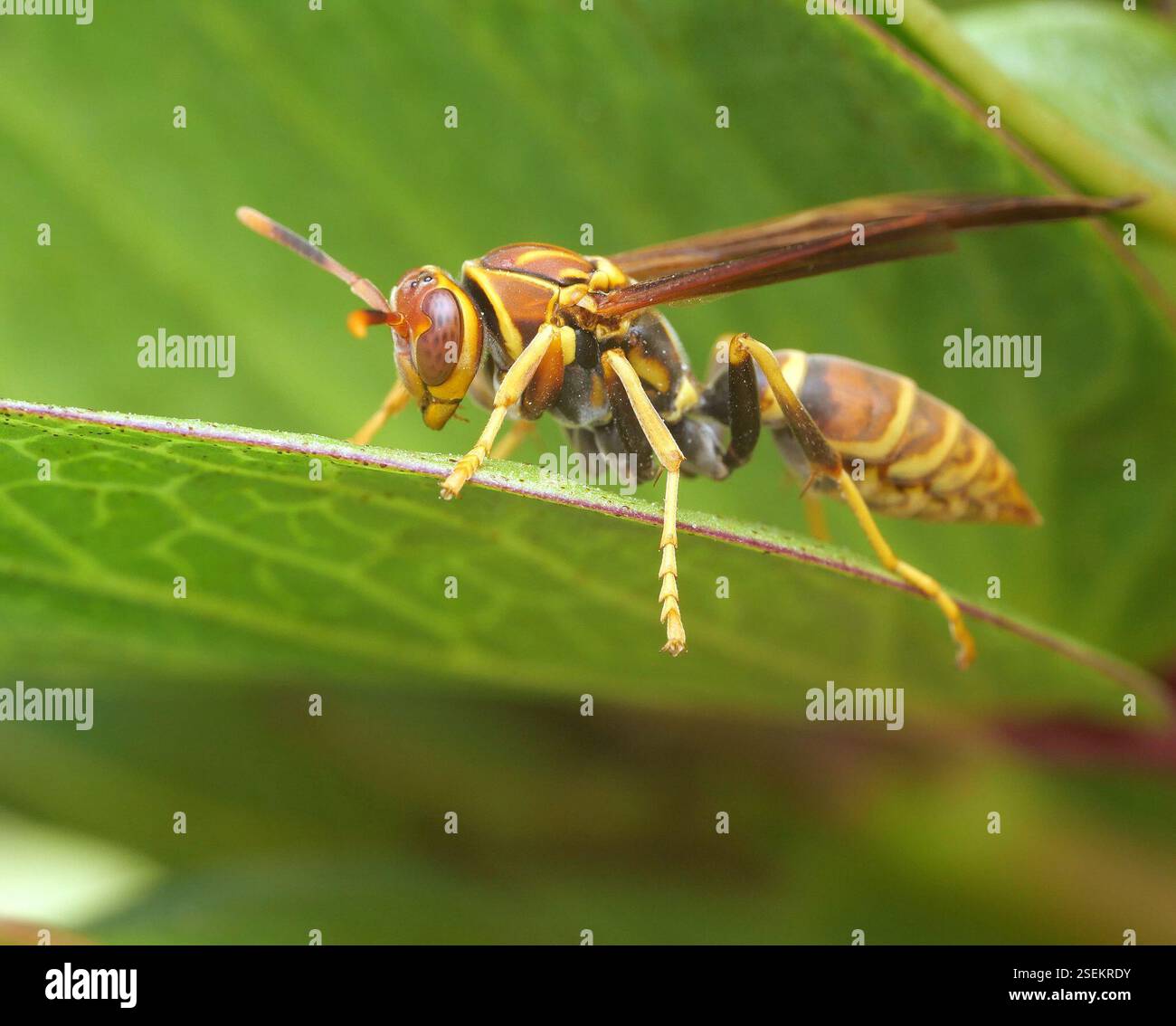 canadensis/exclamans-group Paper Wasps (Aphanilopterus), Insecta ...