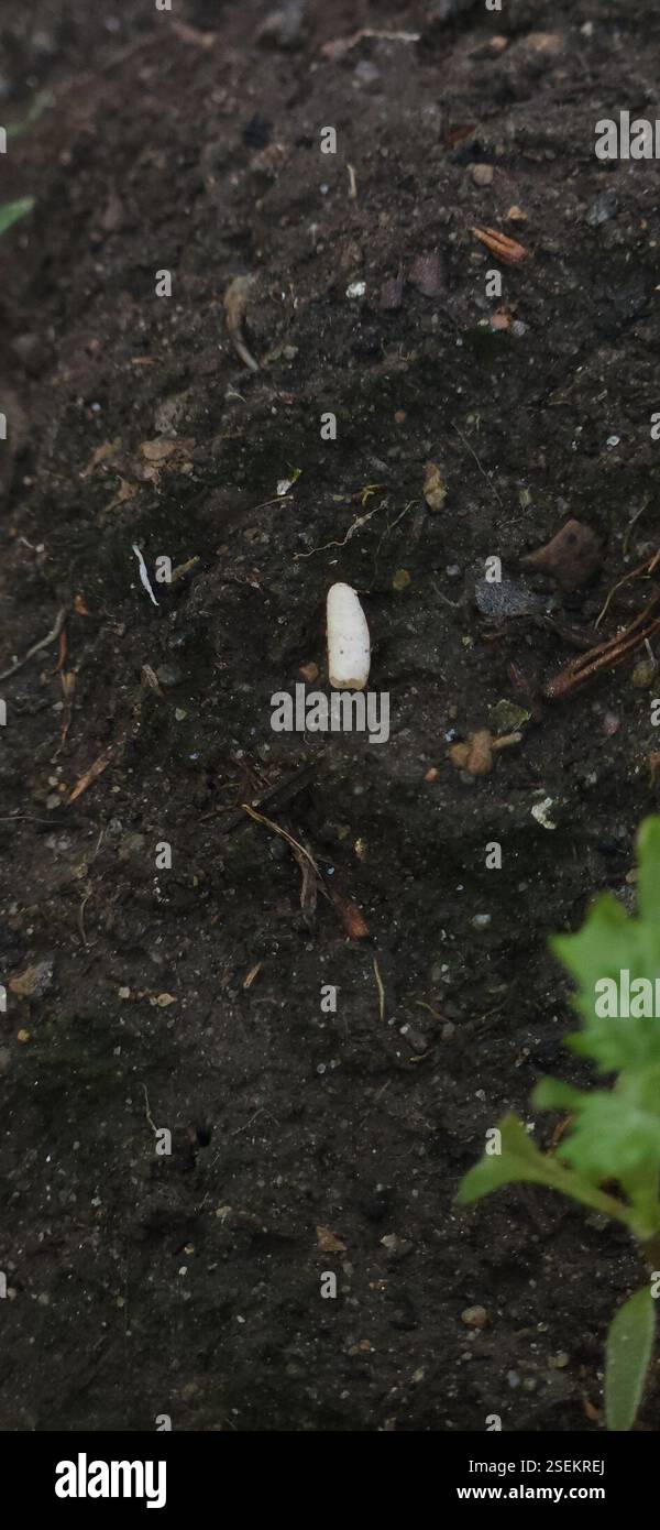 Under rock insects hi-res stock photography and images - Alamy