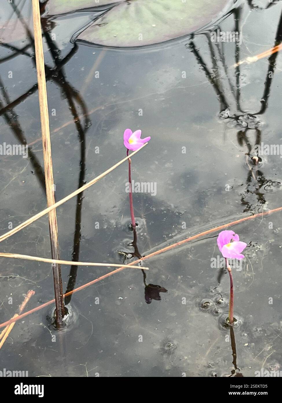 Purple Bladderwort (Utricularia purpurea), Plantae, Florida, US Stock ...