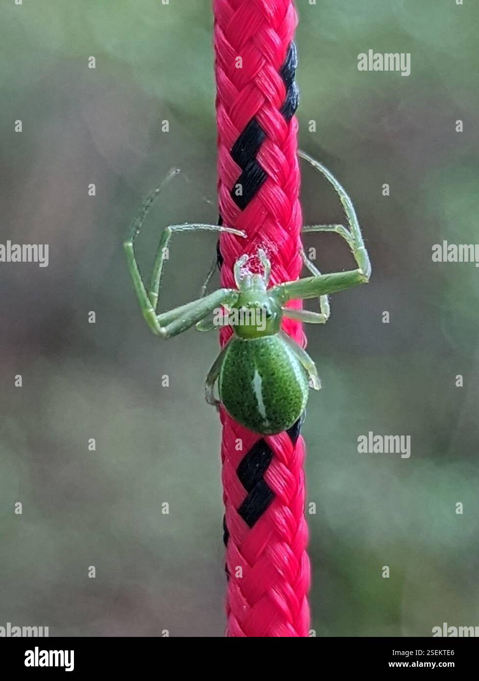 (Cetratus circumlitus), Arachnida, Fraser Island (K'gari) QLD 4581 ...