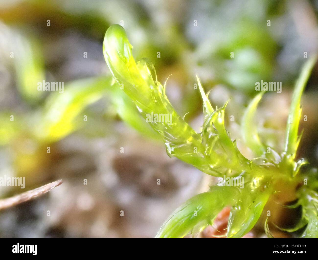 Floating Hook Moss (Warnstorfia fluitans), Plantae, Kampina en ...