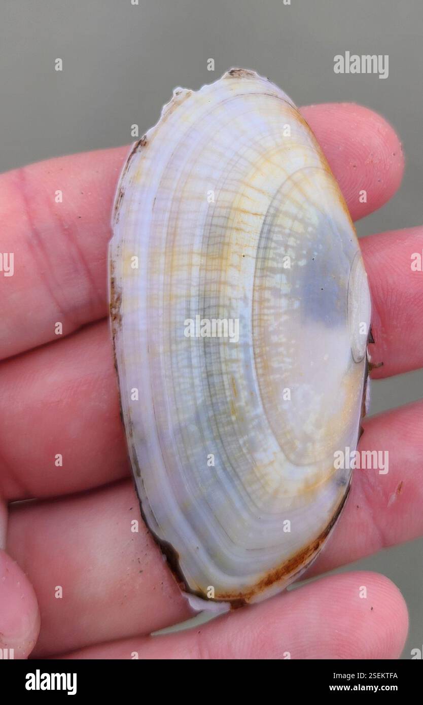 Convex Pink Sunset Clam (Gari convexa), Mollusca, Port Chalmers 9082 ...