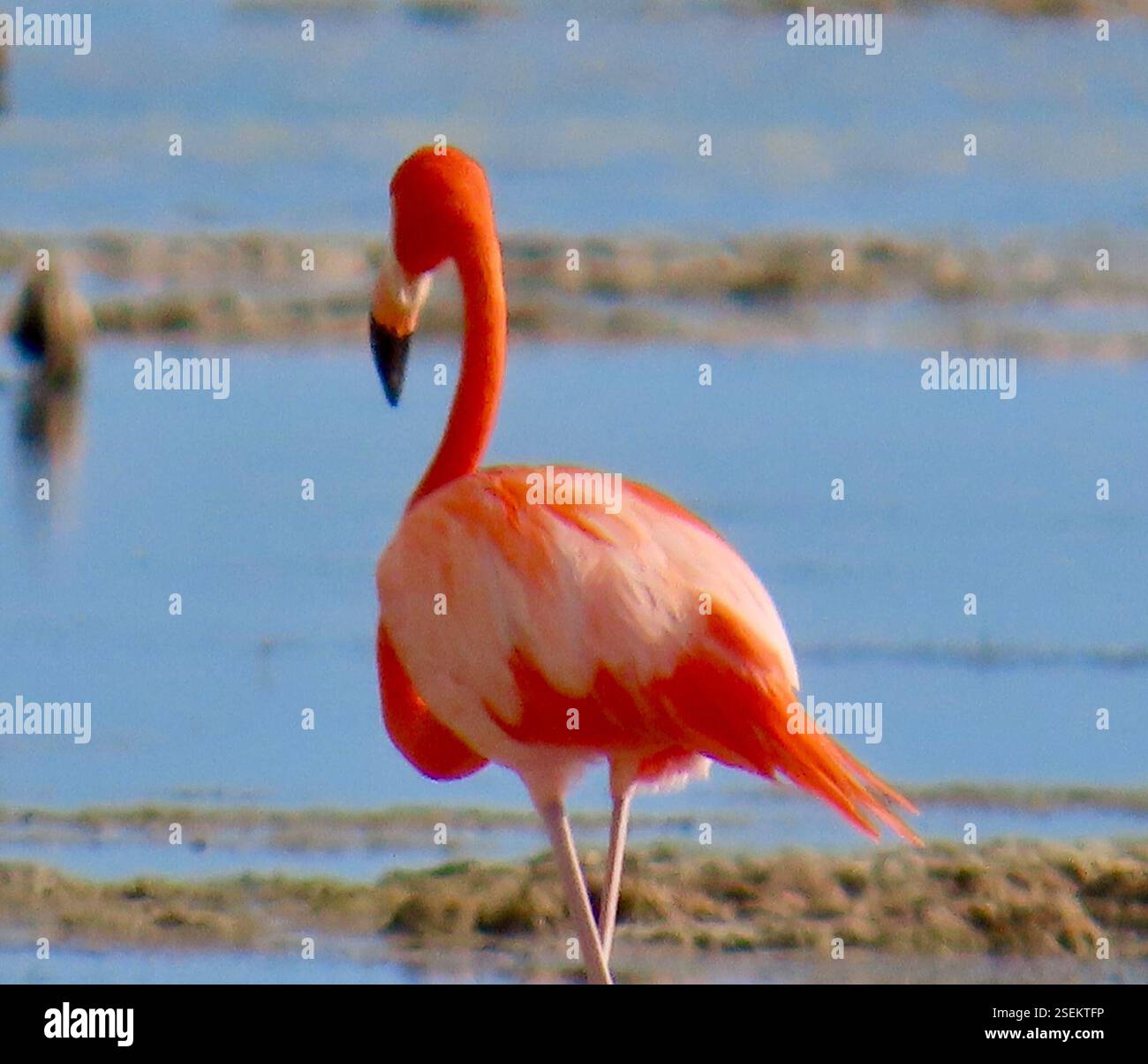 American Flamingo (Phoenicopterus ruber), Aves, Ciénaga de Zapata ...