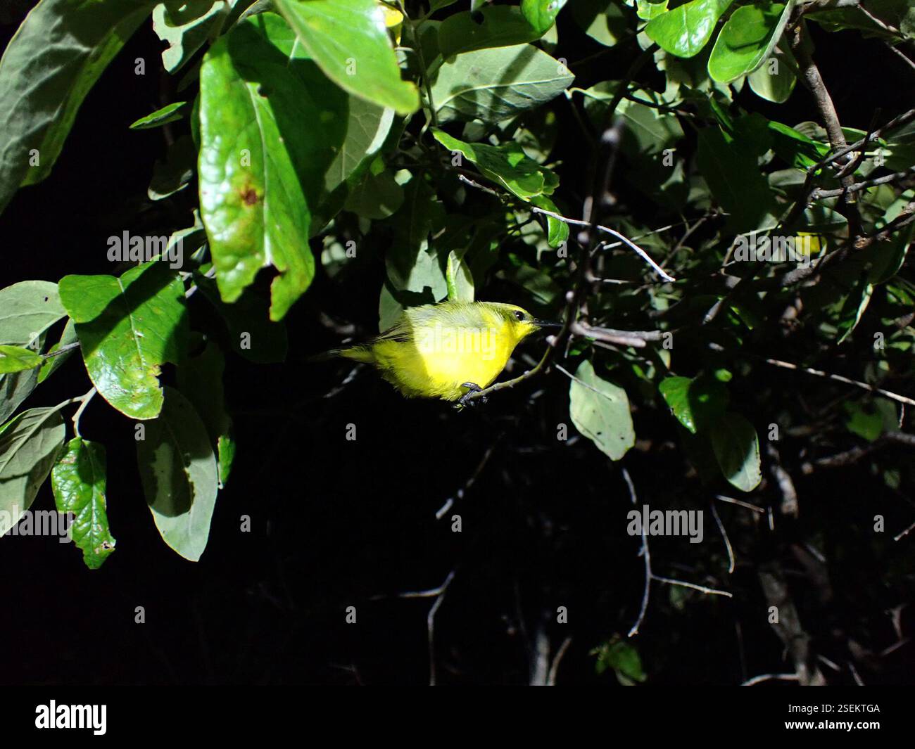 Sahul Sunbird (Cinnyris frenatus), Aves, Cooktown QLD 4895, Australia ...
