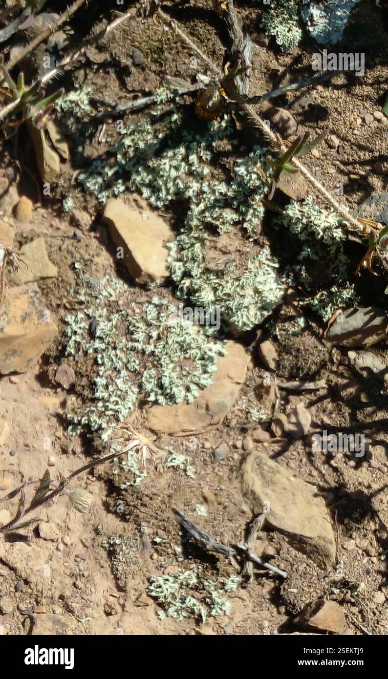 rock shield lichens (Xanthoparmelia), Fungi, Unnamed Road, Cape Farms ...
