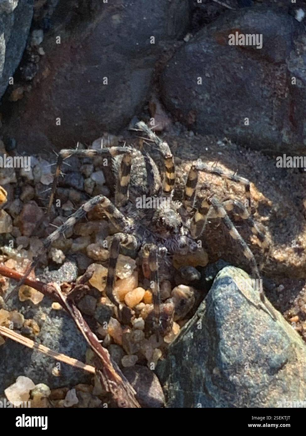 Wolf Spiders (Lycosidae), Arachnida, Beale Afb, CA, US, Under rocks in ...