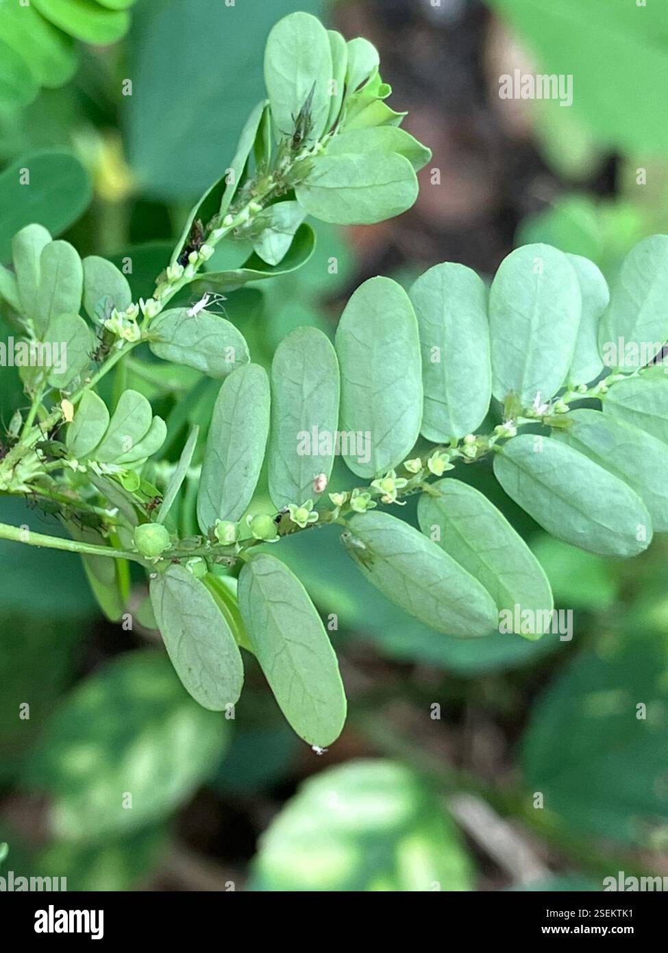 Gale of the Wind (Phyllanthus amarus), Plantae, Saint Peter, MS Stock ...
