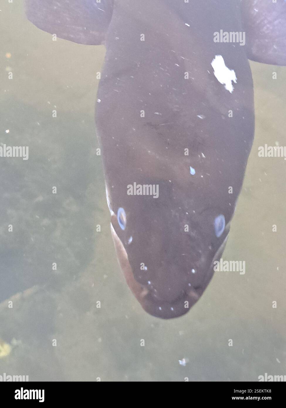 New Zealand Longfin Eel (Anguilla dieffenbachii), Actinopterygii, New ...
