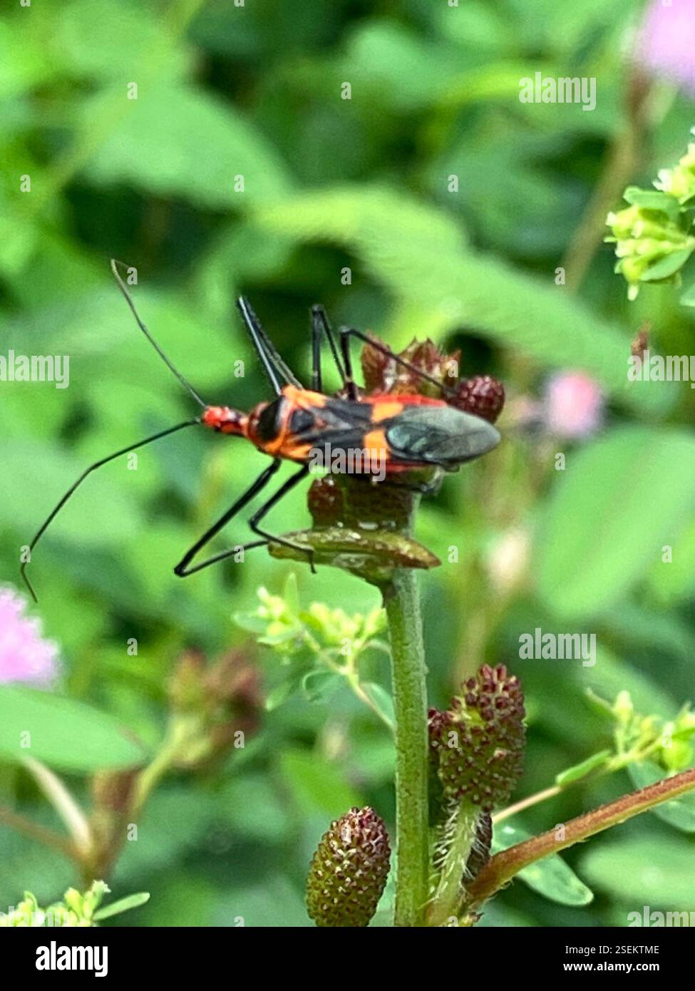Milkweed Assassin Bug (Zelus longipes), Insecta, Saint Peter, MS Stock ...
