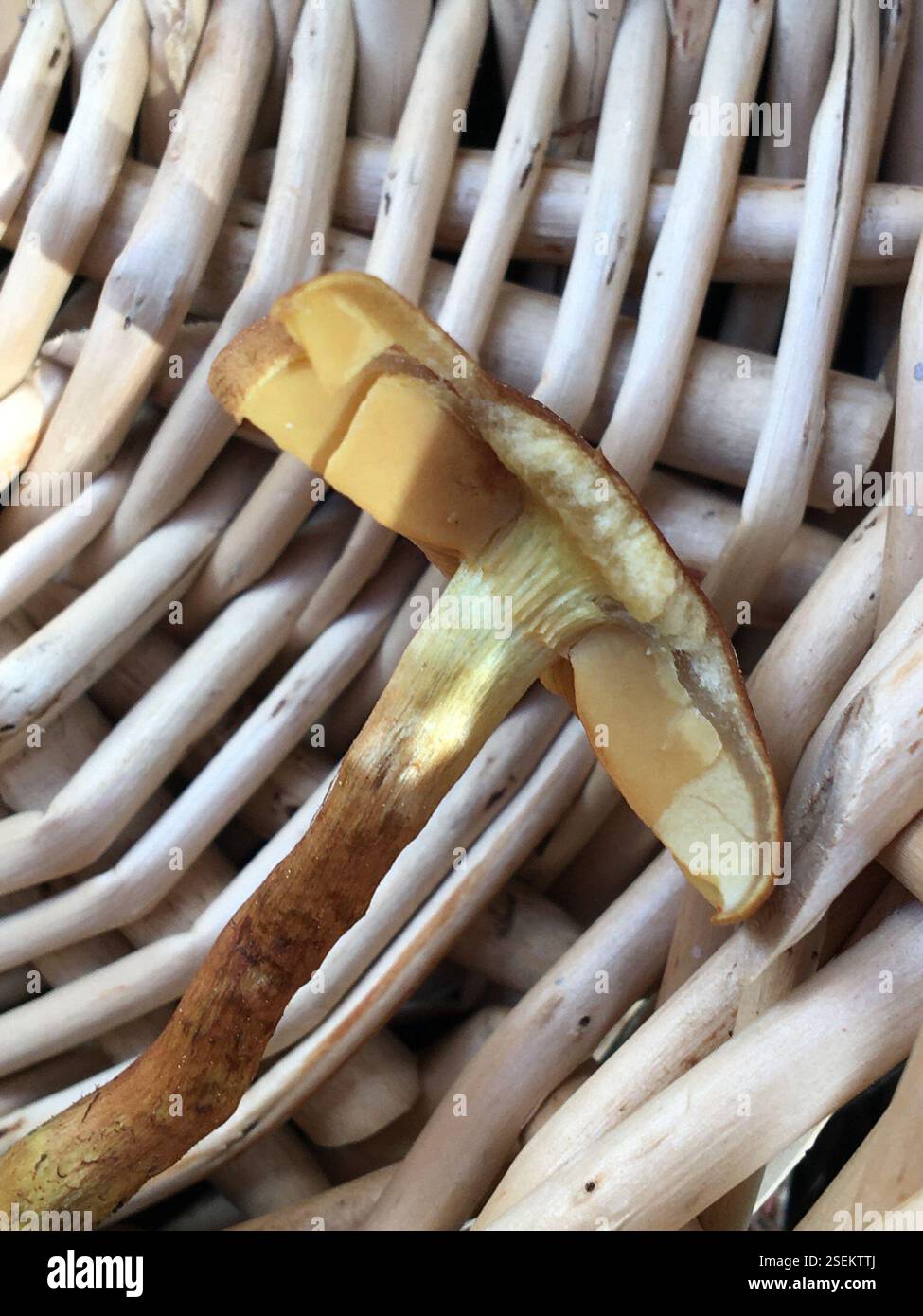 saffron webcap (Cortinarius croceus), Fungi, California, US, Found in ...