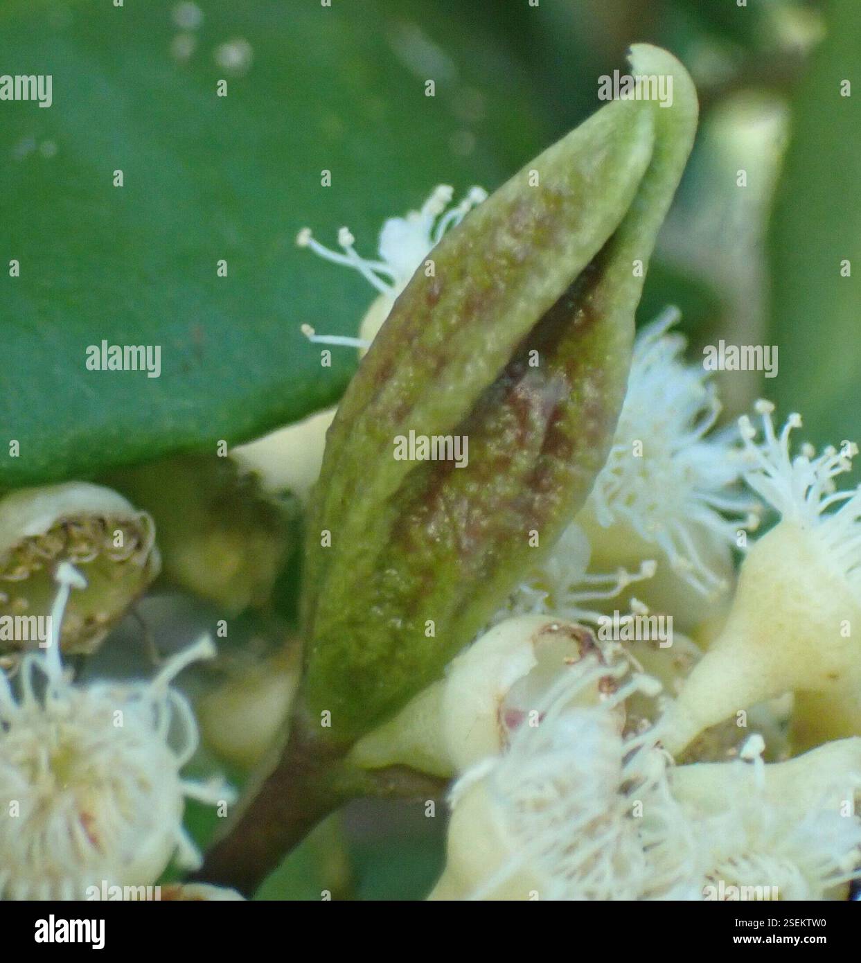 Insects (Insecta), Insecta, Wynyard TAS 7325, Australia, Galls in ...