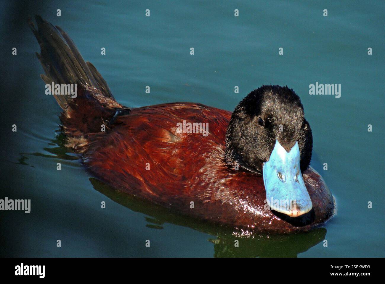 Andean Duck (Oxyura ferruginea), Aves, Lago Argentino, AR-SC, AR Stock ...