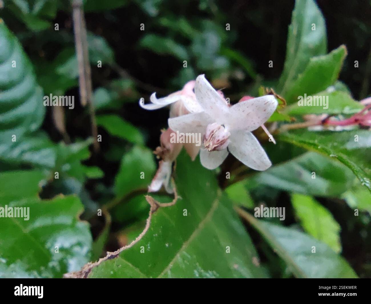 Japanese cleyera (Ardisia japonica), Plantae, 中国江西省上饶市婺源县 Stock Photo ...