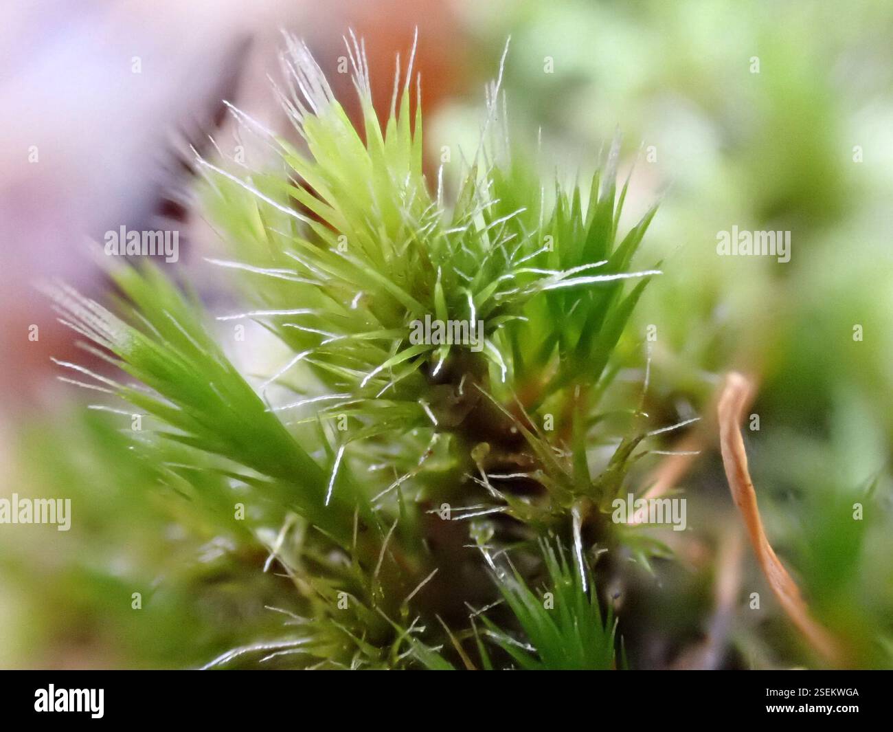 Heath Star-moss (Campylopus introflexus), Plantae, Nieuwe Tiend ...