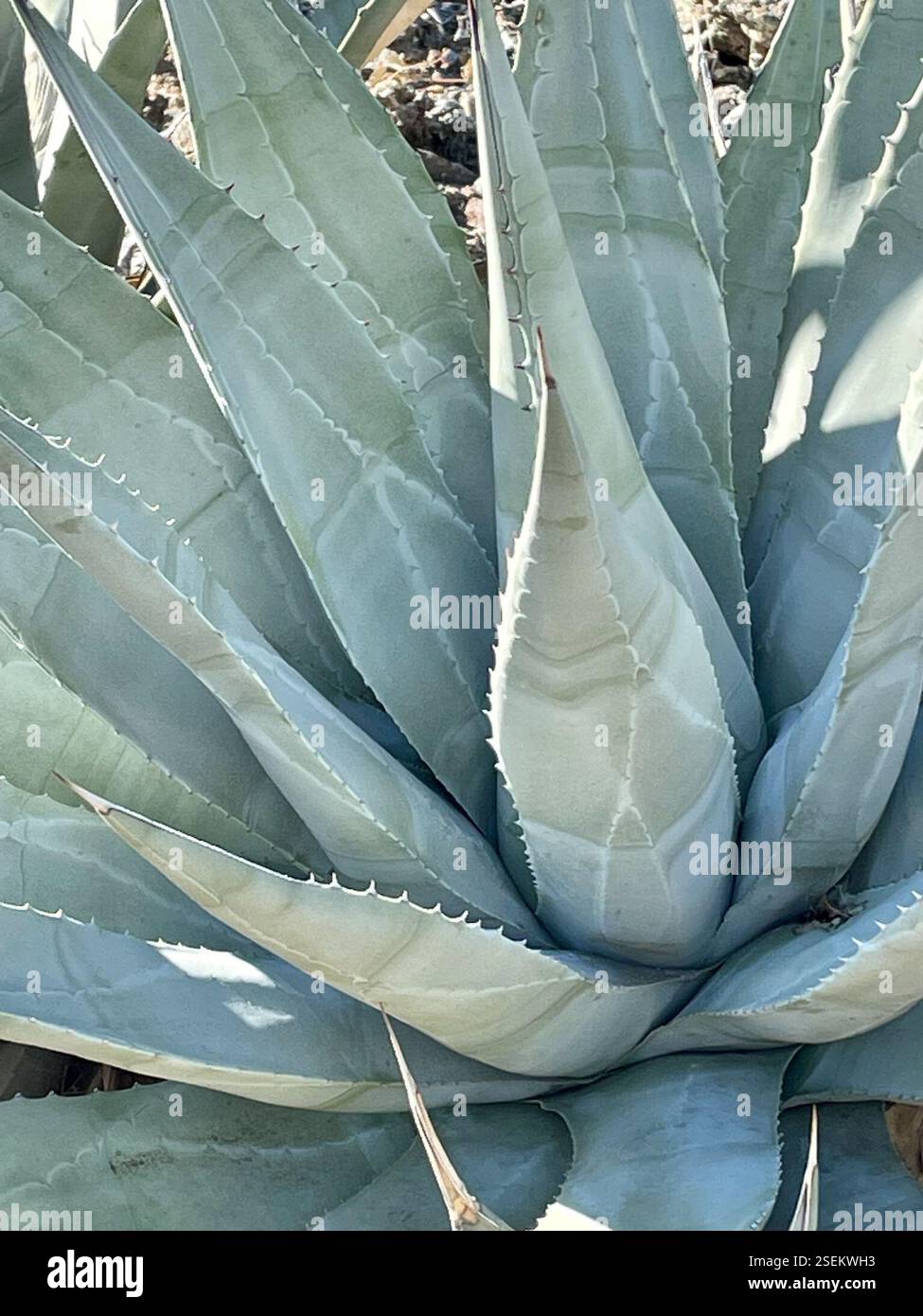 desert agave (Agave deserti), Plantae, Santa Rosa and San Jacinto ...
