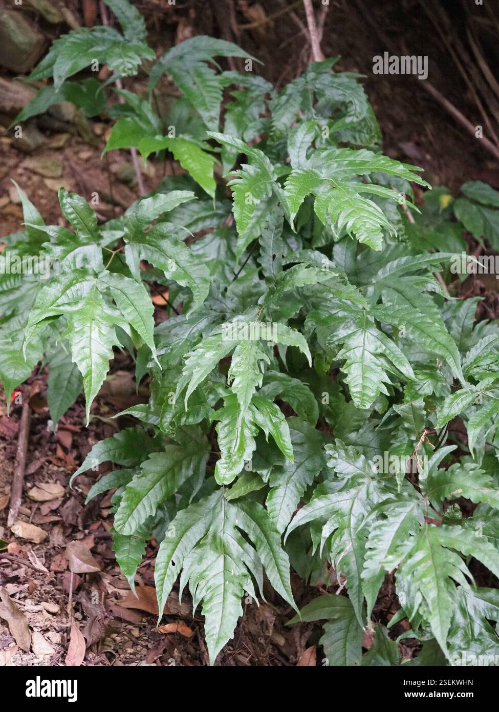 (Tectaria subtriphylla), Plantae, 台灣南投縣 Stock Photo - Alamy
