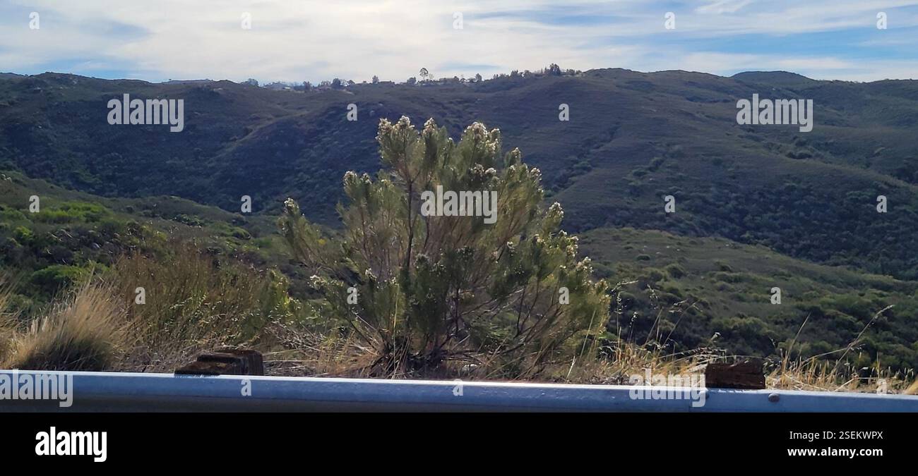 Desert Broom (Baccharis sarothroides), Plantae, Descanso, CA 91916, USA ...
