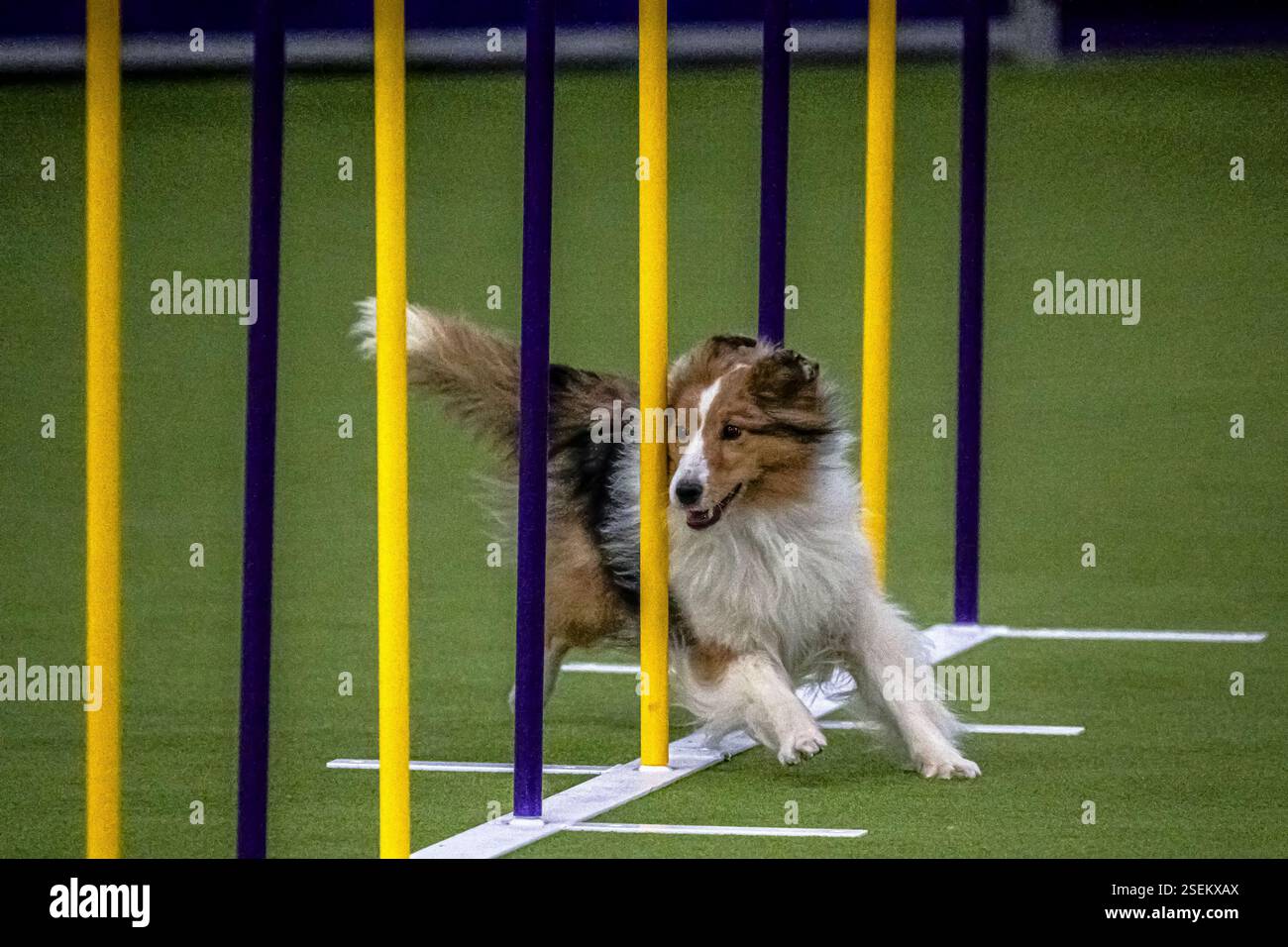 A collie competes in the Agility Competition Championship during day 1 ...