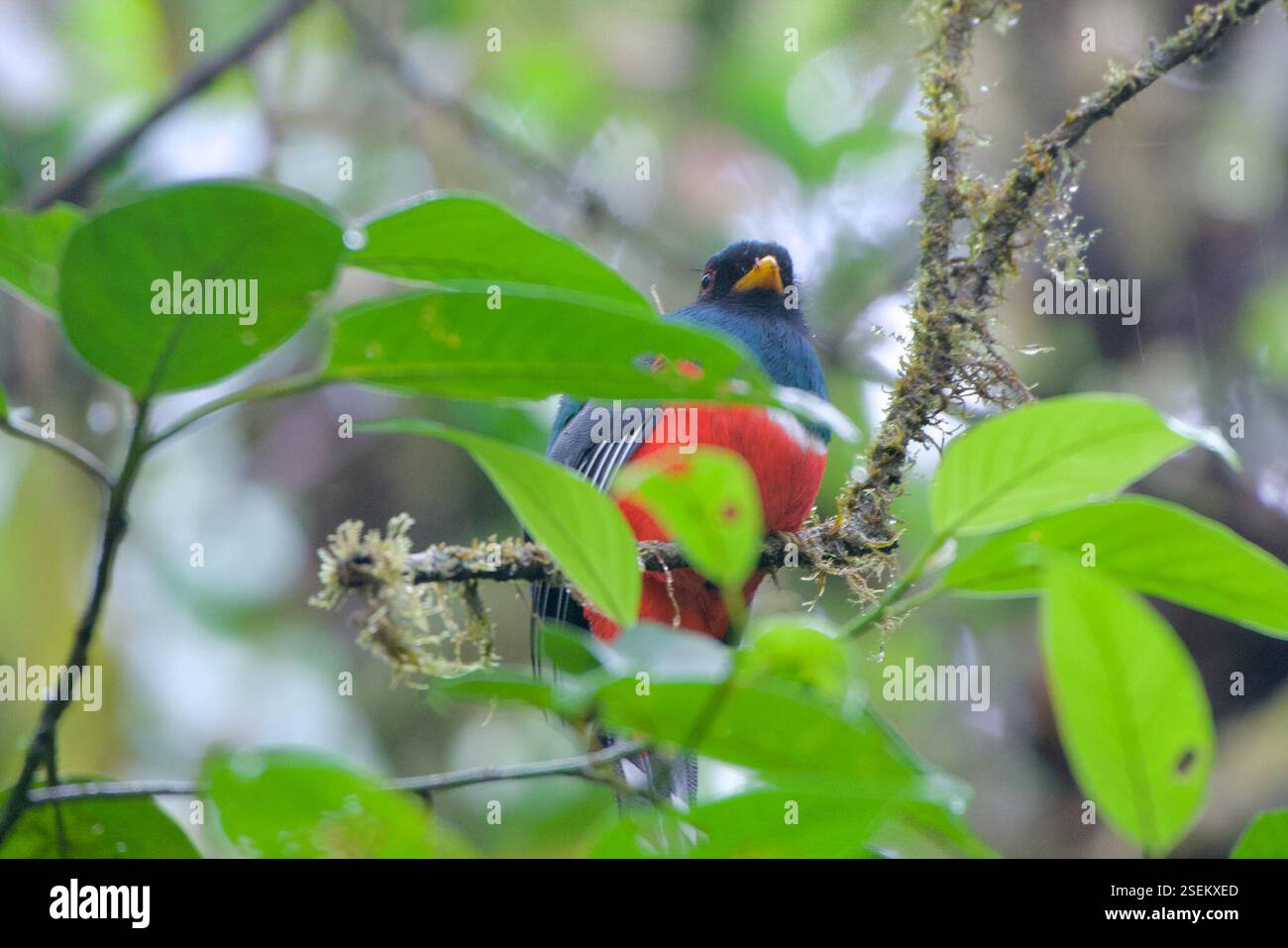 Masked Trogon (Trogon personatus), Aves, Pueblo Rico, Risaralda ...