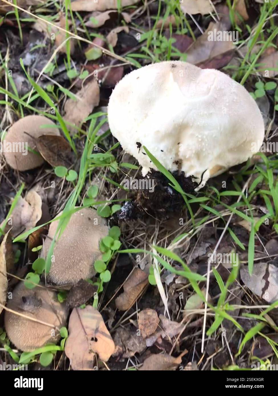 common puffball (Lycoperdon perlatum), Fungi, Morgan Territory Regional ...
