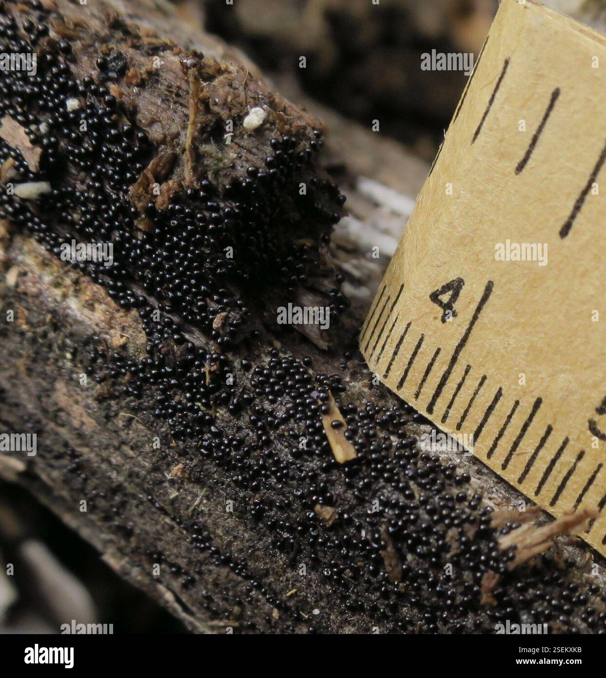 (Cribraria cancellata), Protozoa, Whakarewarewa, Rotorua, New Zealand ...