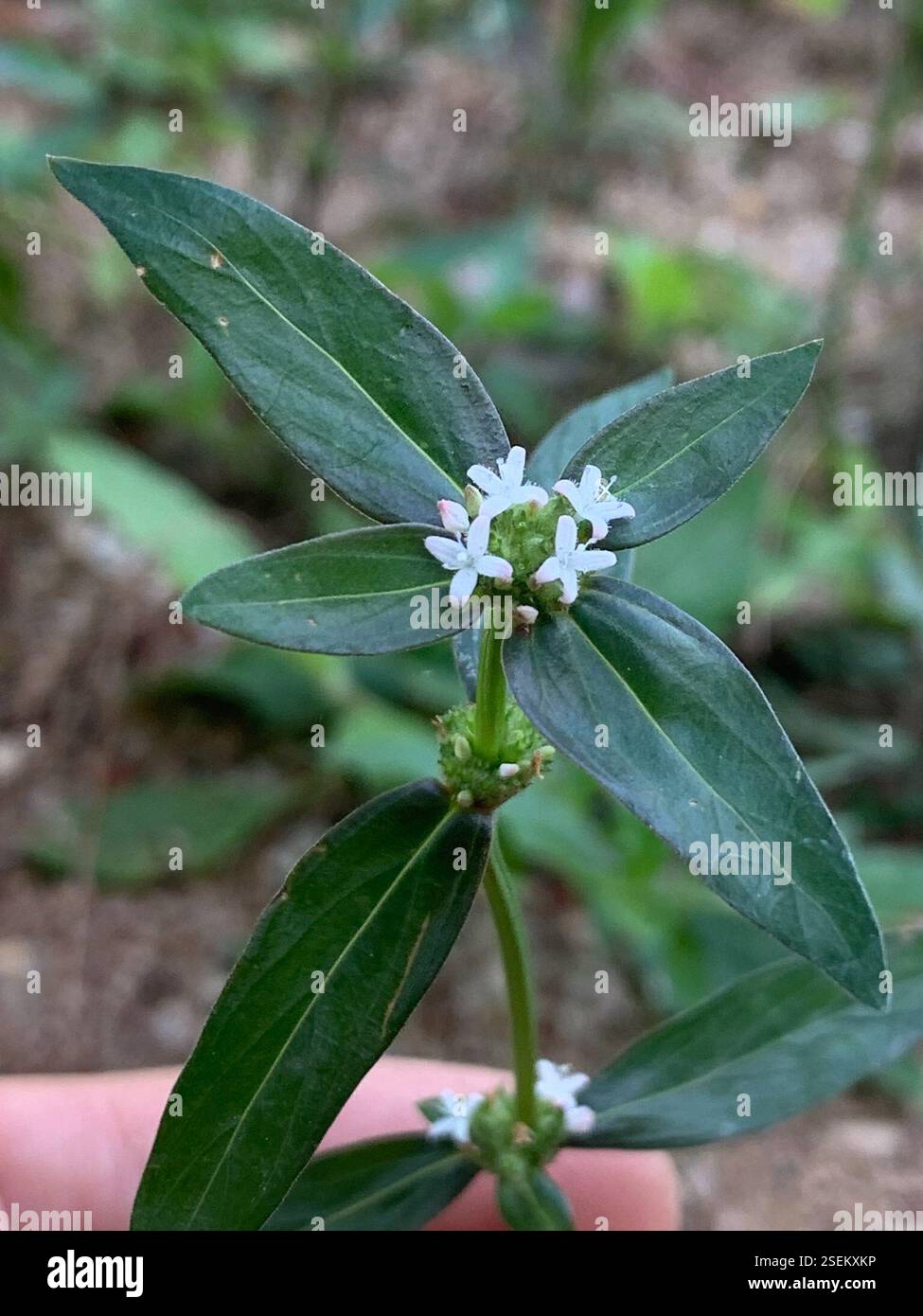 Woodland false buttonweed (Spermacoce remota), Plantae, Langkawi Island ...
