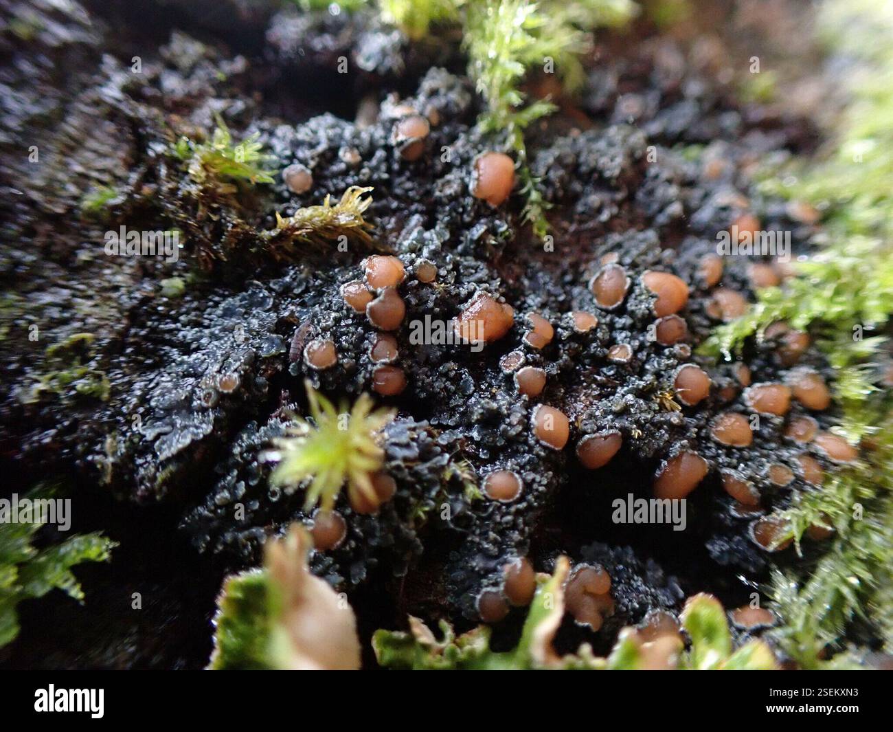 Petaled Shingle Lichen (Fuscopannaria leucostictoides), Fungi, Campbell ...