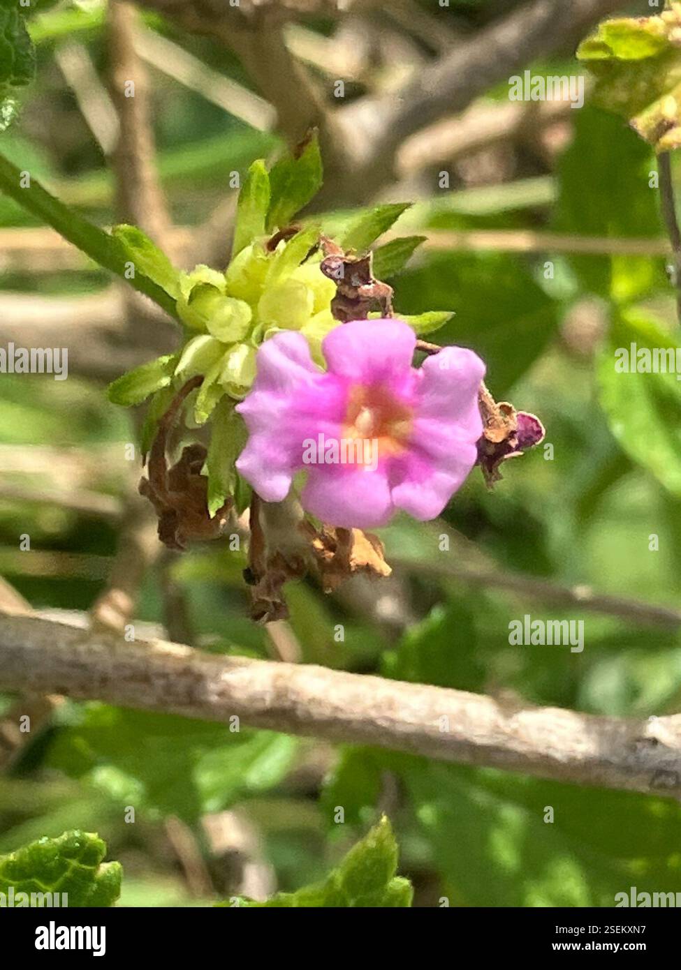 lantanas (Lantana), Plantae, Saint Peter, MS Stock Photo - Alamy