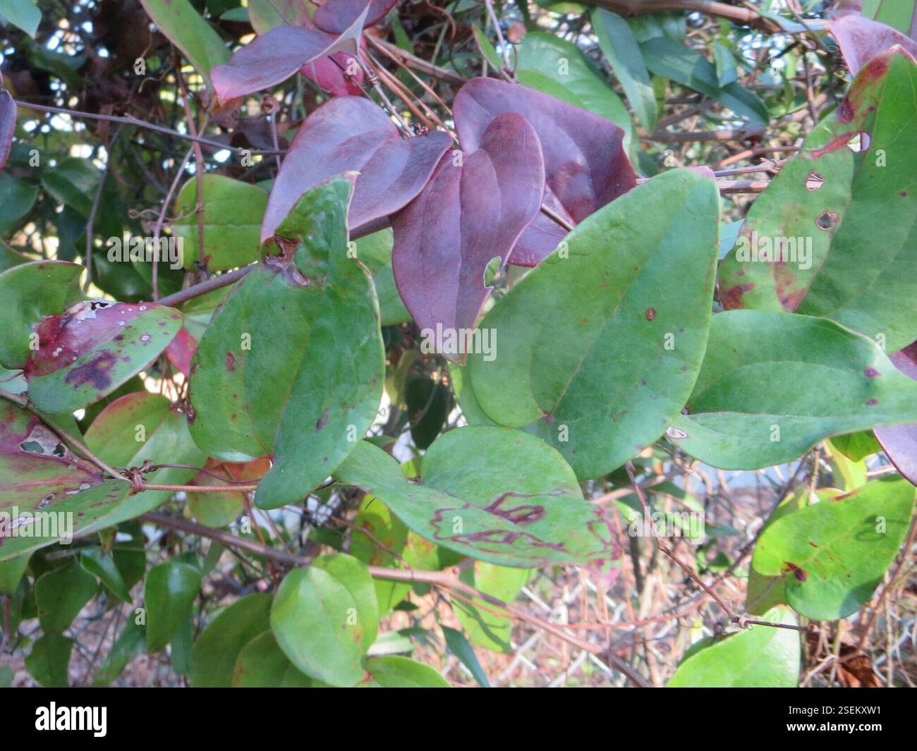 sawbrier (Smilax glauca), Plantae, Windsor Forest, Savannah, GA, USA ...