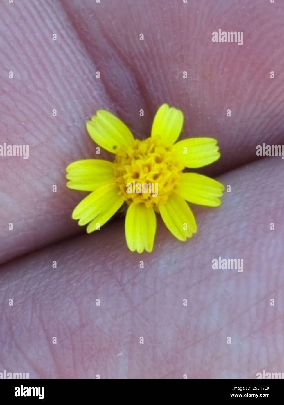 La Laguna rockdaisy (Perityle cuneata), Plantae, La Paz, MX-BS, MX ...