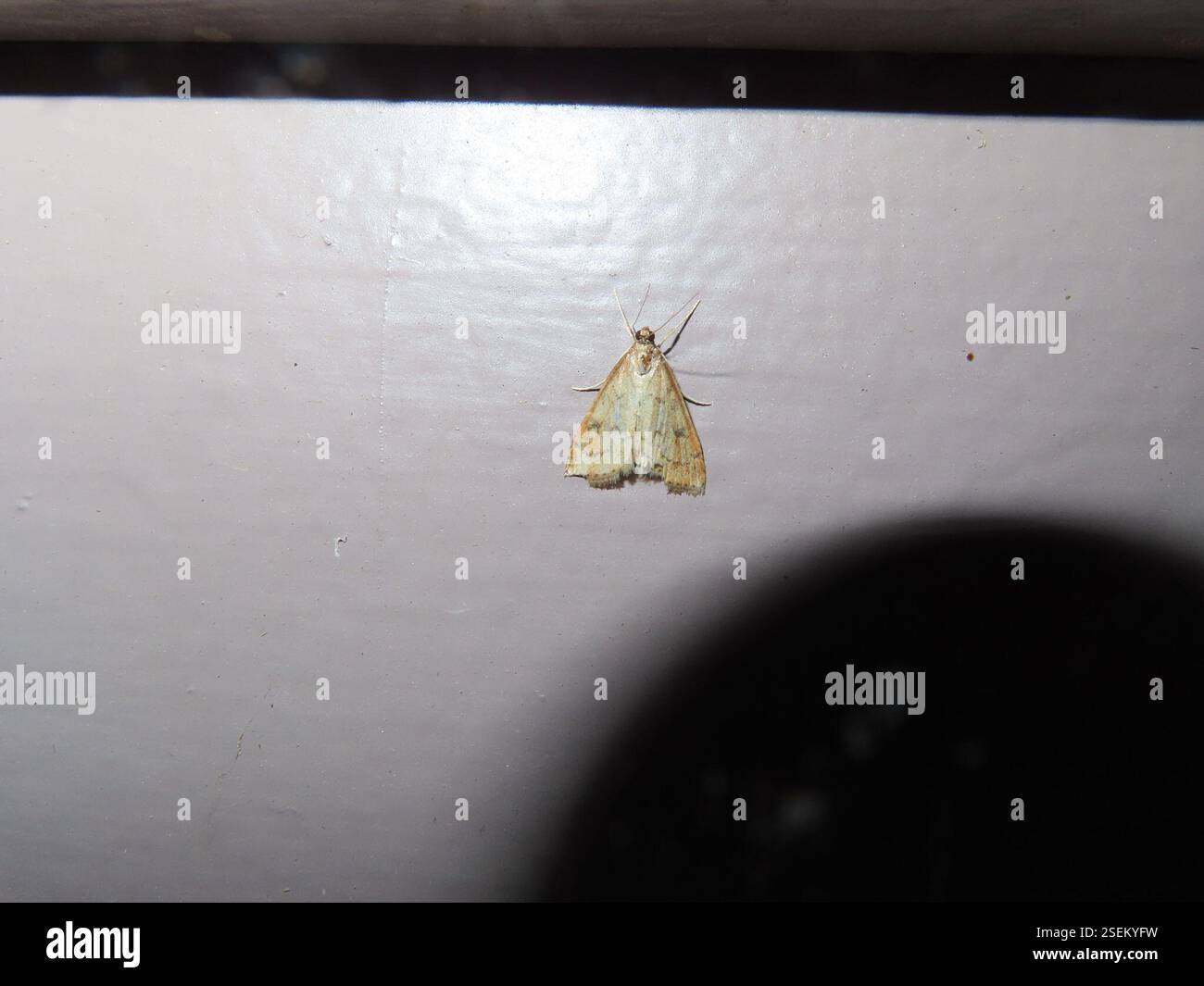 Celery Leaftier Moth (Udea rubigalis), Insecta, Louisville, KY, USA ...