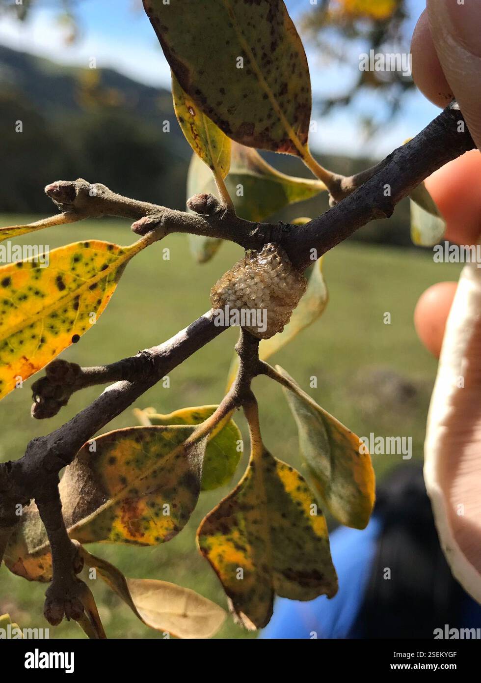 Insects (Insecta), Insecta, Morgan Territory Regional Preserve, Contra ...